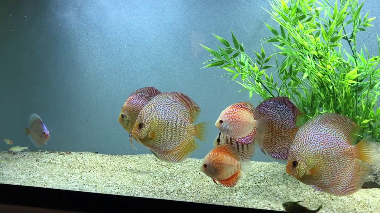 New Discus in HD - YouTube