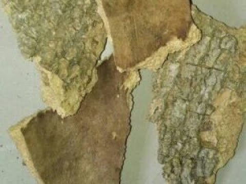 Gxosha amaphupha amabi | Phindisela isichitho nako konke okubi - YouTube