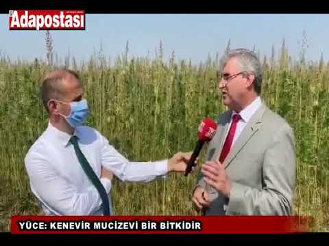 KENEVİR MUCİZEVİ BİR BİTKİDİR