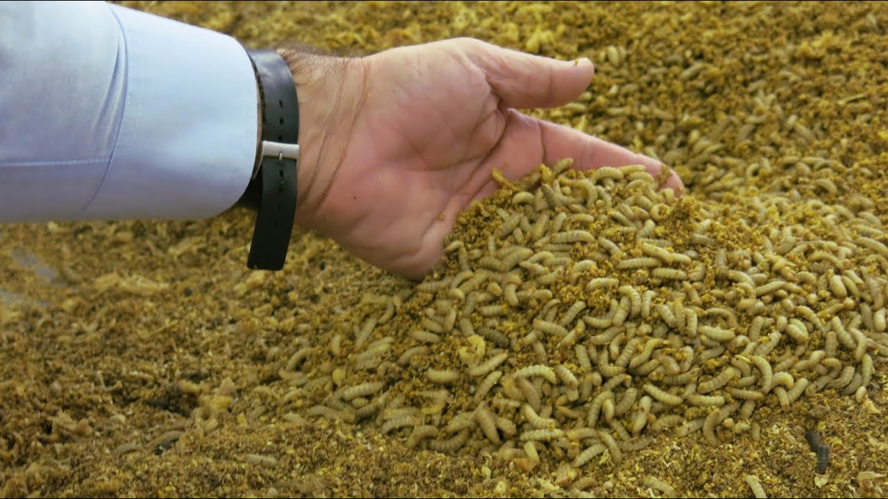 Let Them Eat Flies - YouTube