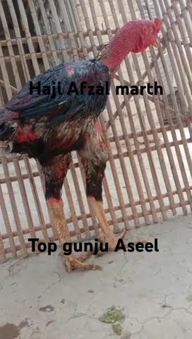 Top gunju Aseel#aseelmurga #birds #roosterfarm #viralvideo #shotsfeed # ...