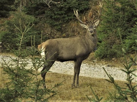 Red deer mating season, in Bucegi Natural Park, Romania