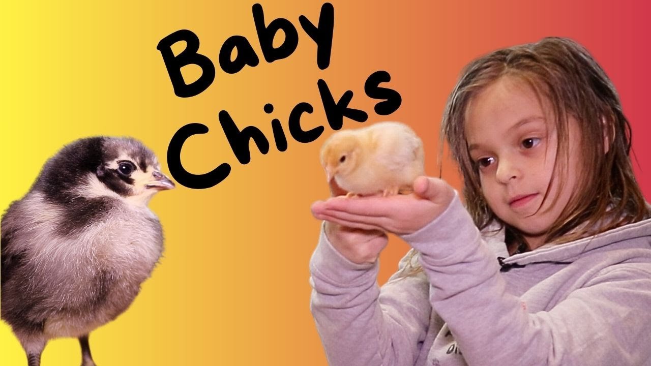 Come with us as we visit our friends' Baby Chickens! - YouTube
