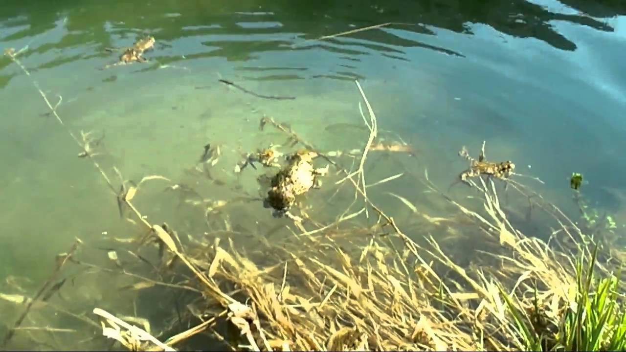 Fighting Frogs - YouTube