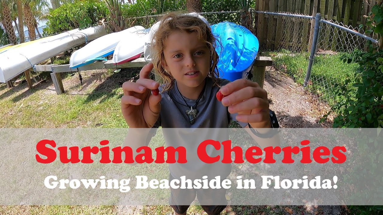 Growing Surinam Cherries in Florida! - YouTube