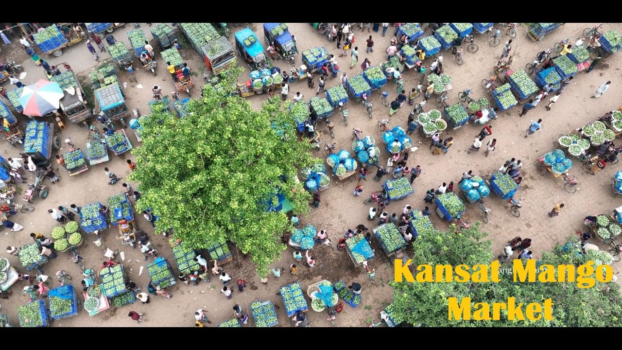 দেশের সবচেয়ে বড় আমের বাজার কানসাট || Kansat Mango Market || Chapai Nawabganj 2024 - YouTube