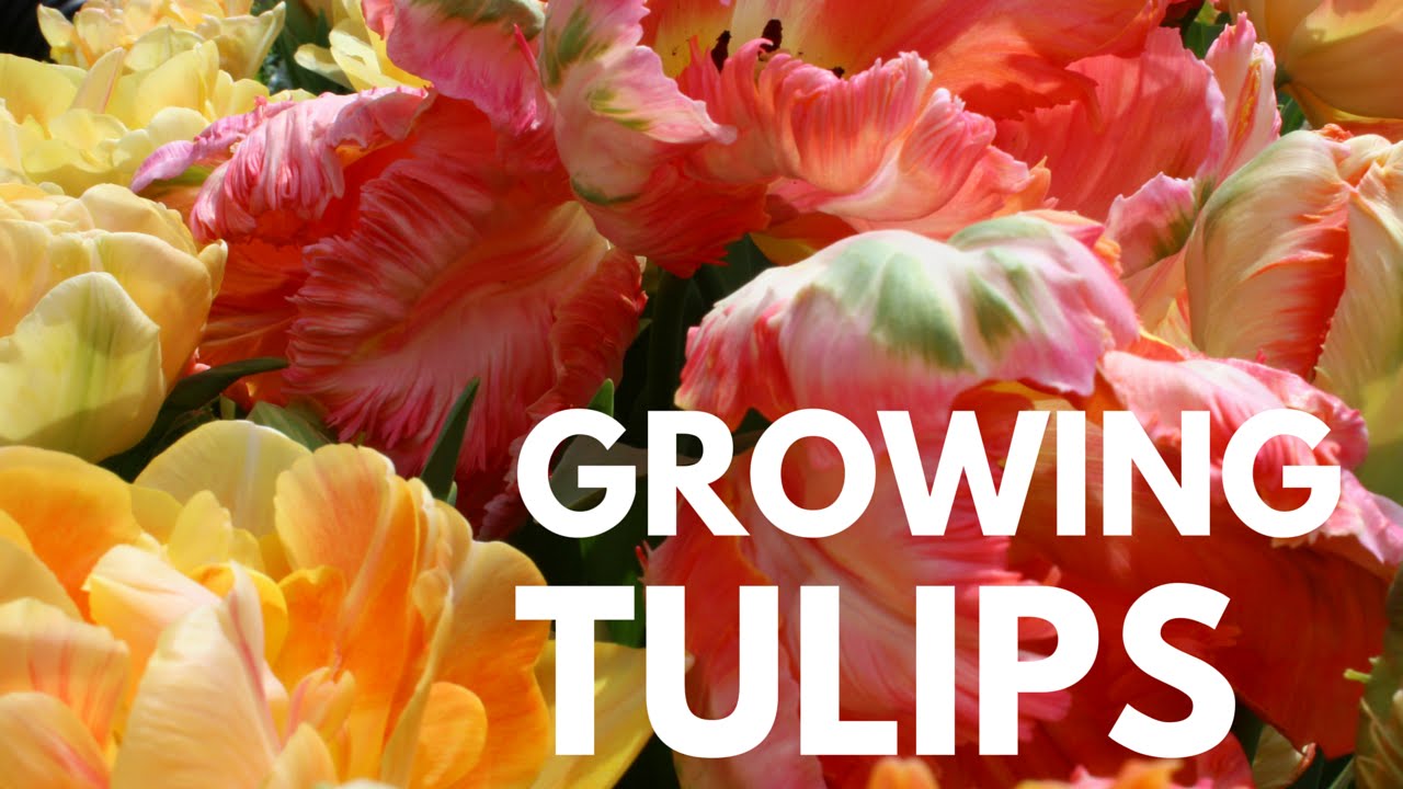 How to Grow/Plant Tulips for Spring Blooms Growing Flowers Cut Flower ...