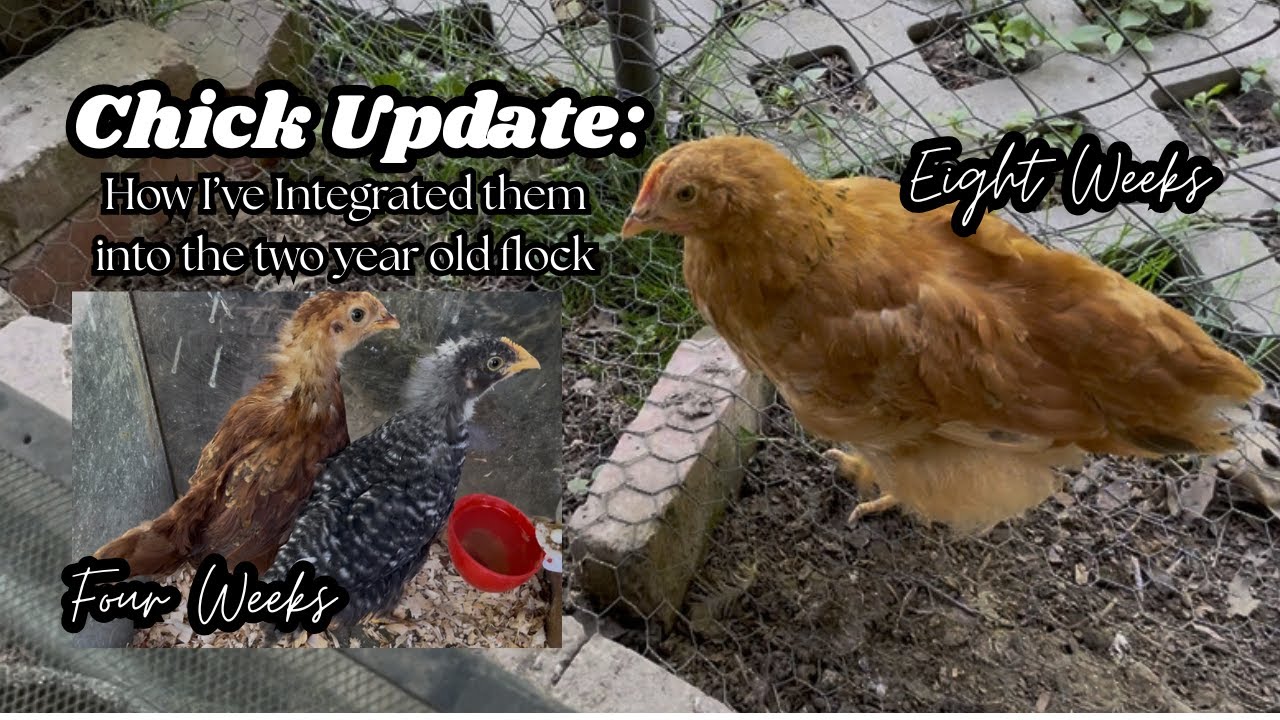 Eight Week and Four Week Chick Update: How I'm Integrating Them into ...
