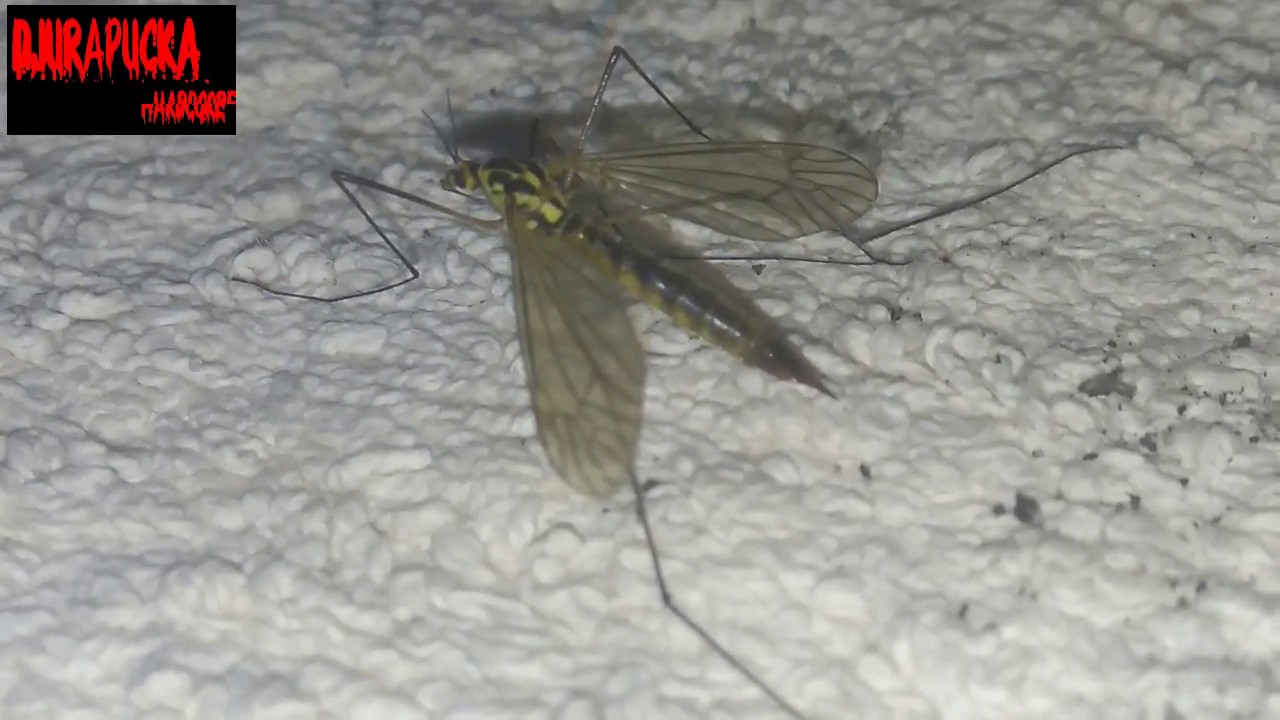 DANGEROUS MOSQUITO DANCING - REVENGE - YouTube