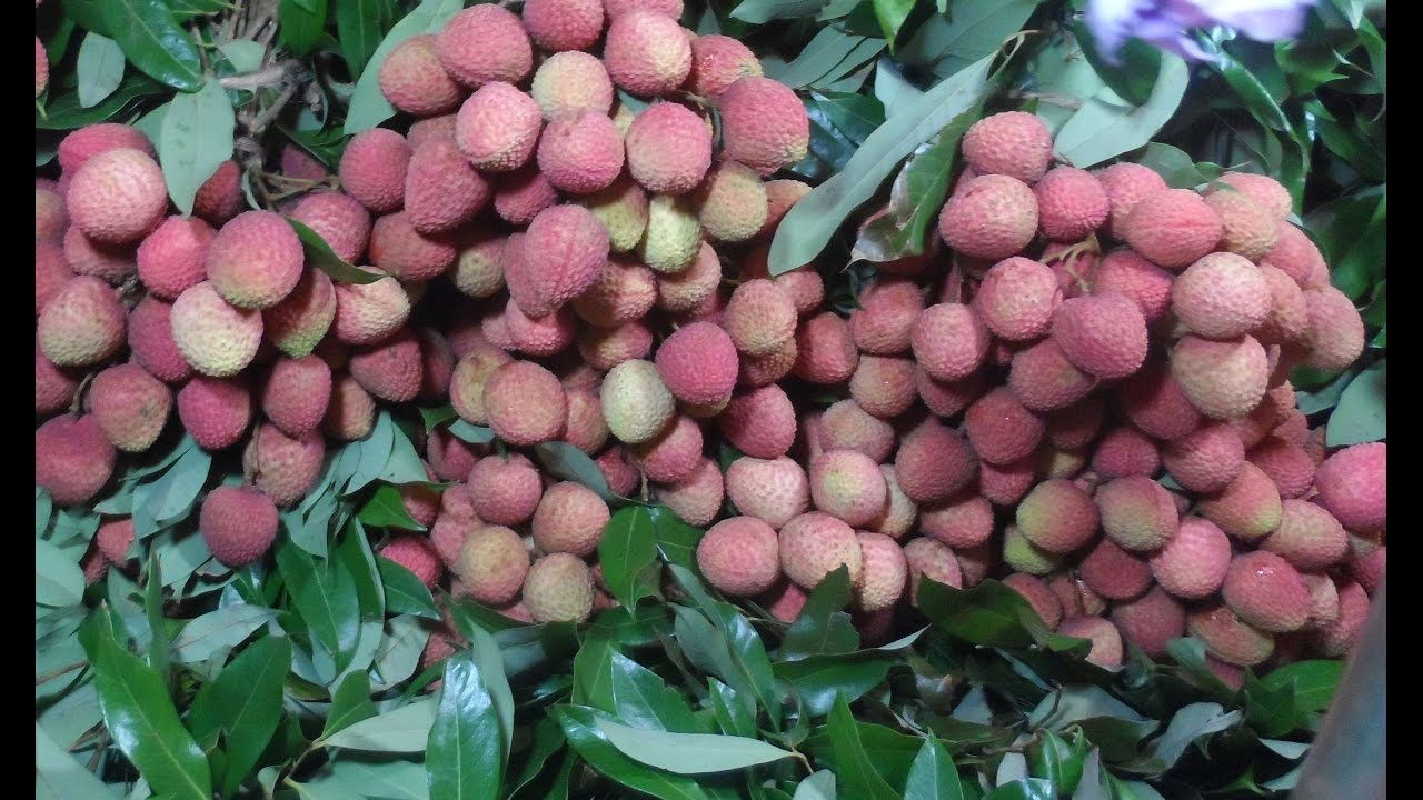 Litchi is a delicious fruit of Bangladesh - YouTube