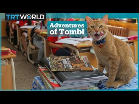 Tombi the cat becomes beloved book character - YouTube