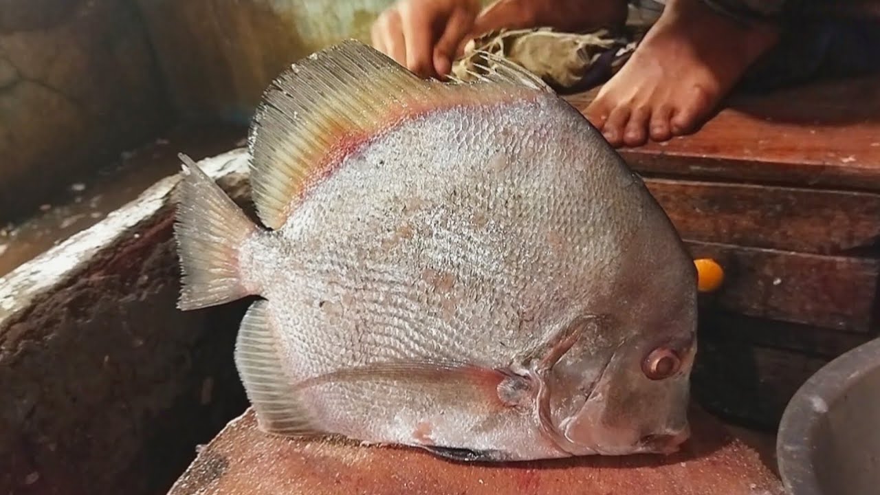 Fastest 2Peach Tech Chanda fishing video from Bangladesh big fish ...