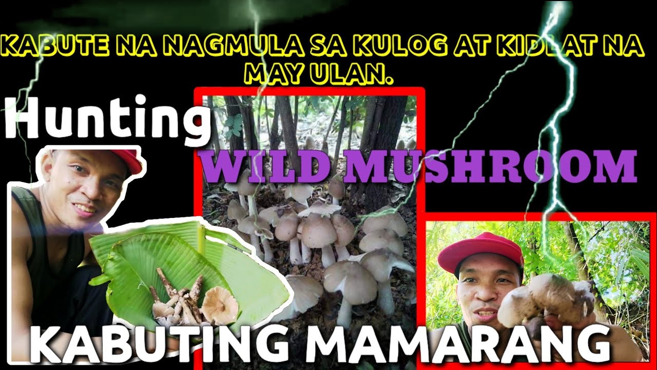 HUNTING WILD MUSHROOM/KABUTENG MAMARANG/Buhay Probinsiya vlog#2 - YouTube