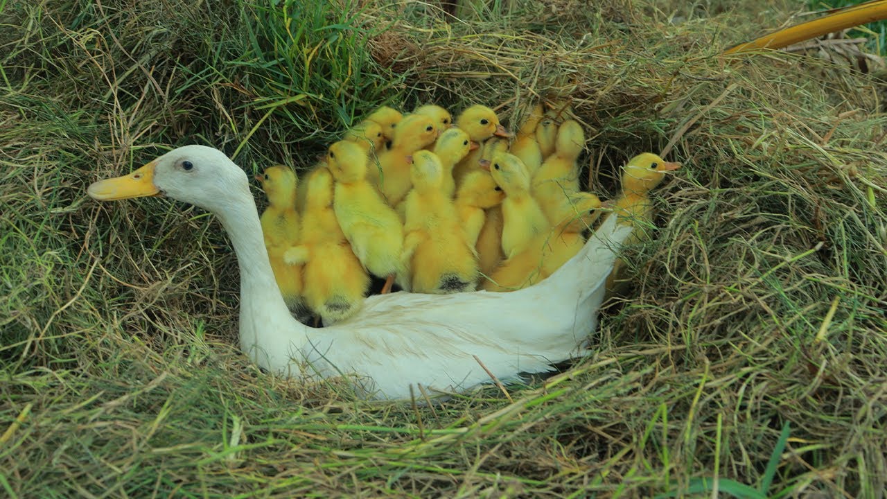 Amazing 50 Baby Ducks Hatching in Real Time - One Nest Hatching a Lot ...