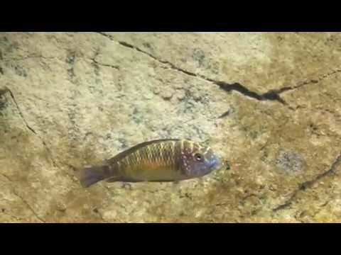 5 cm long F1 Tropheus moorii "sunspot" Mpulungu spawn at PISCES farm ...
