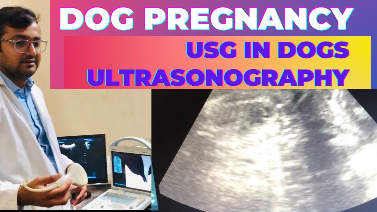 #USG #Ultrasonography in #dogs #pregnancy #diagnosis and foetal #heart ...