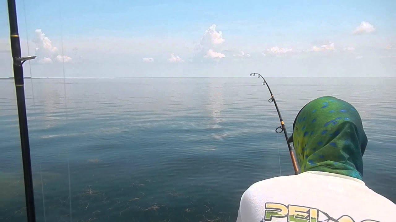 Lemon Shark Fishing - YouTube