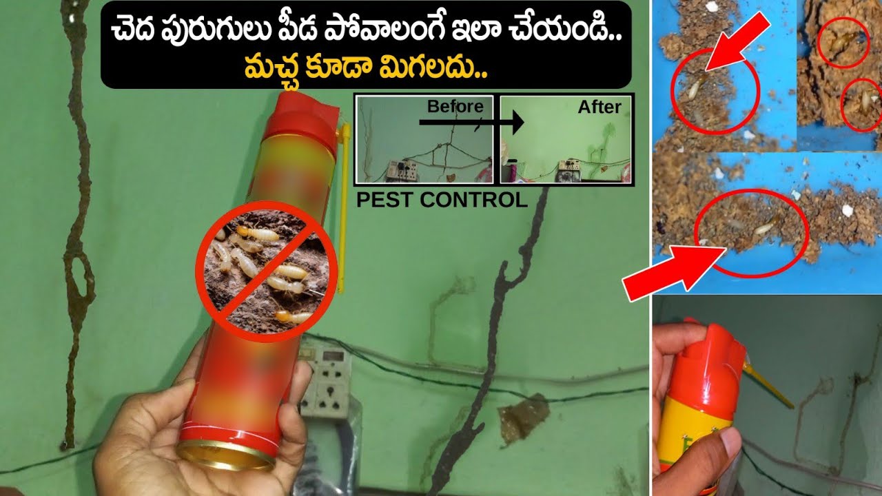 చెదలు మళ్ళీ రాకుండ చిట్కాలు | Get Rid Of Termites | Cheda Purugulu ...