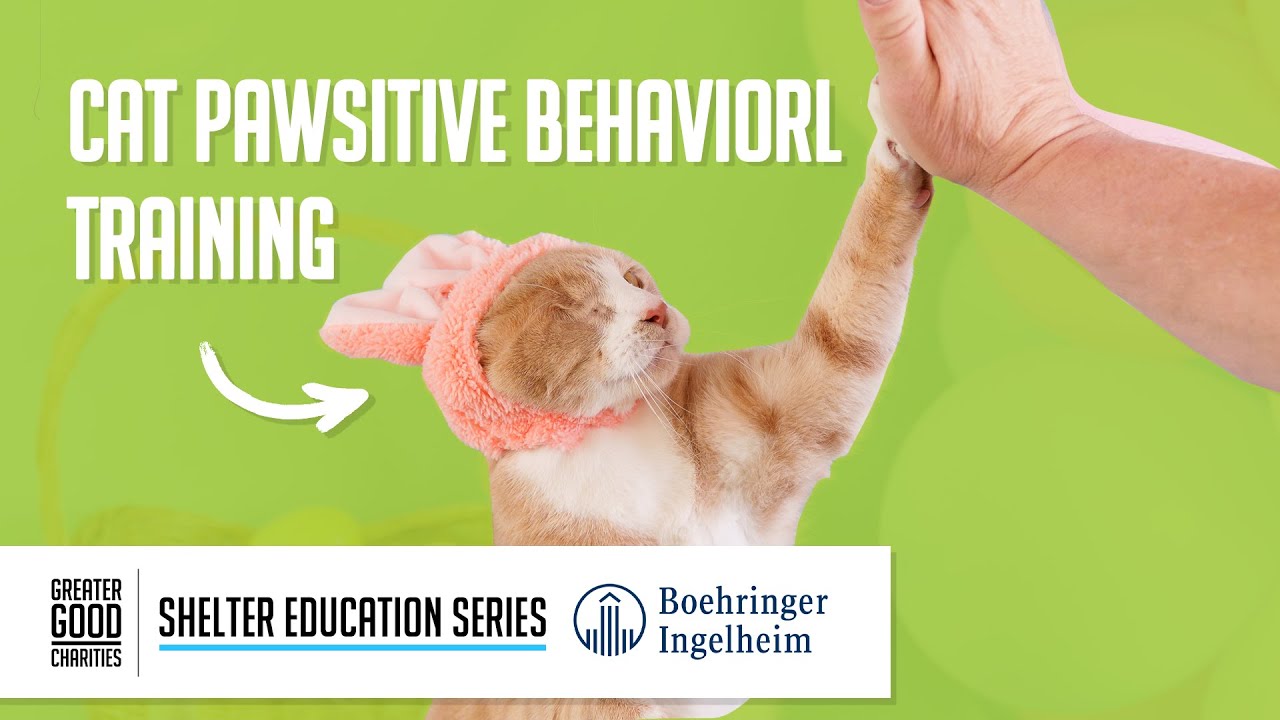 Cat Pawsitive Behavioral Training - YouTube