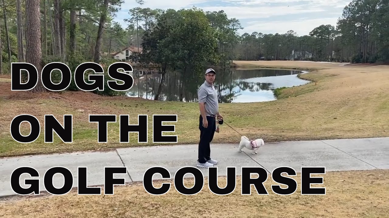 Dog Walking on the Golf Course - YouTube