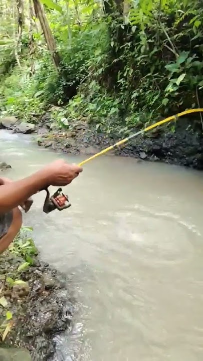 mancing di sungai kecil dapat ikan lele monster ter - YouTube