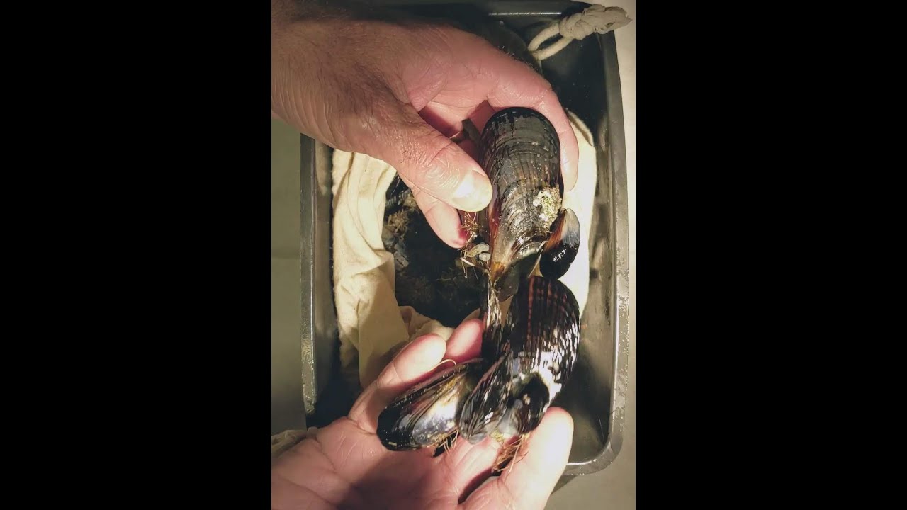 Mussel shucking - YouTube