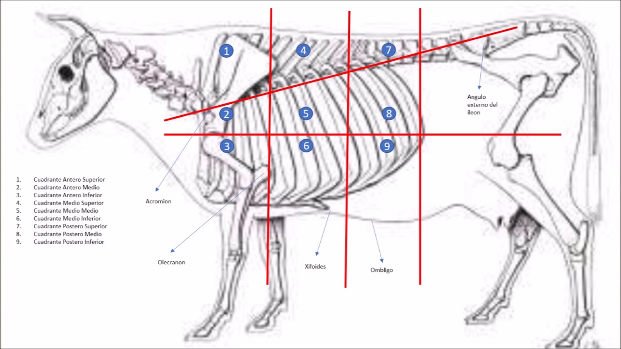 Anatomía Veterinaria En Línea