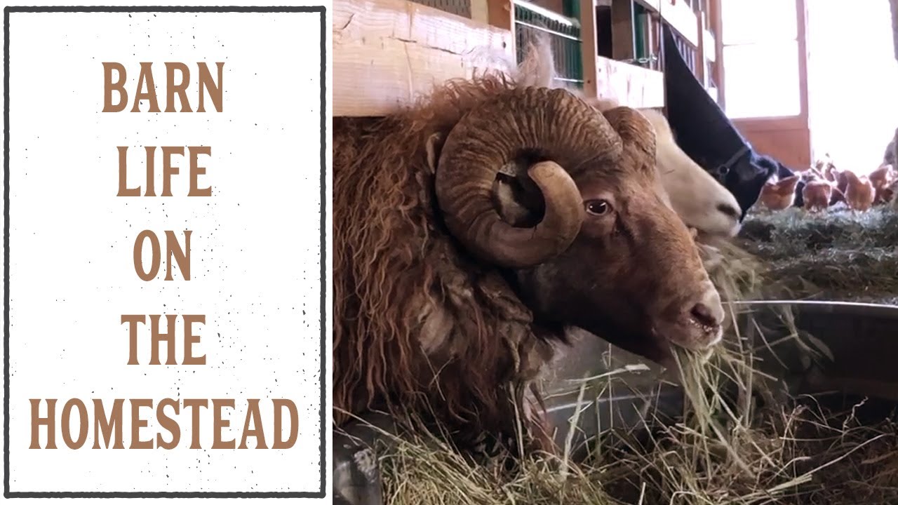 FARM ANIMALS ON THE HOMESTEAD - A RELAXING VIDEO TO WATCH - YouTube