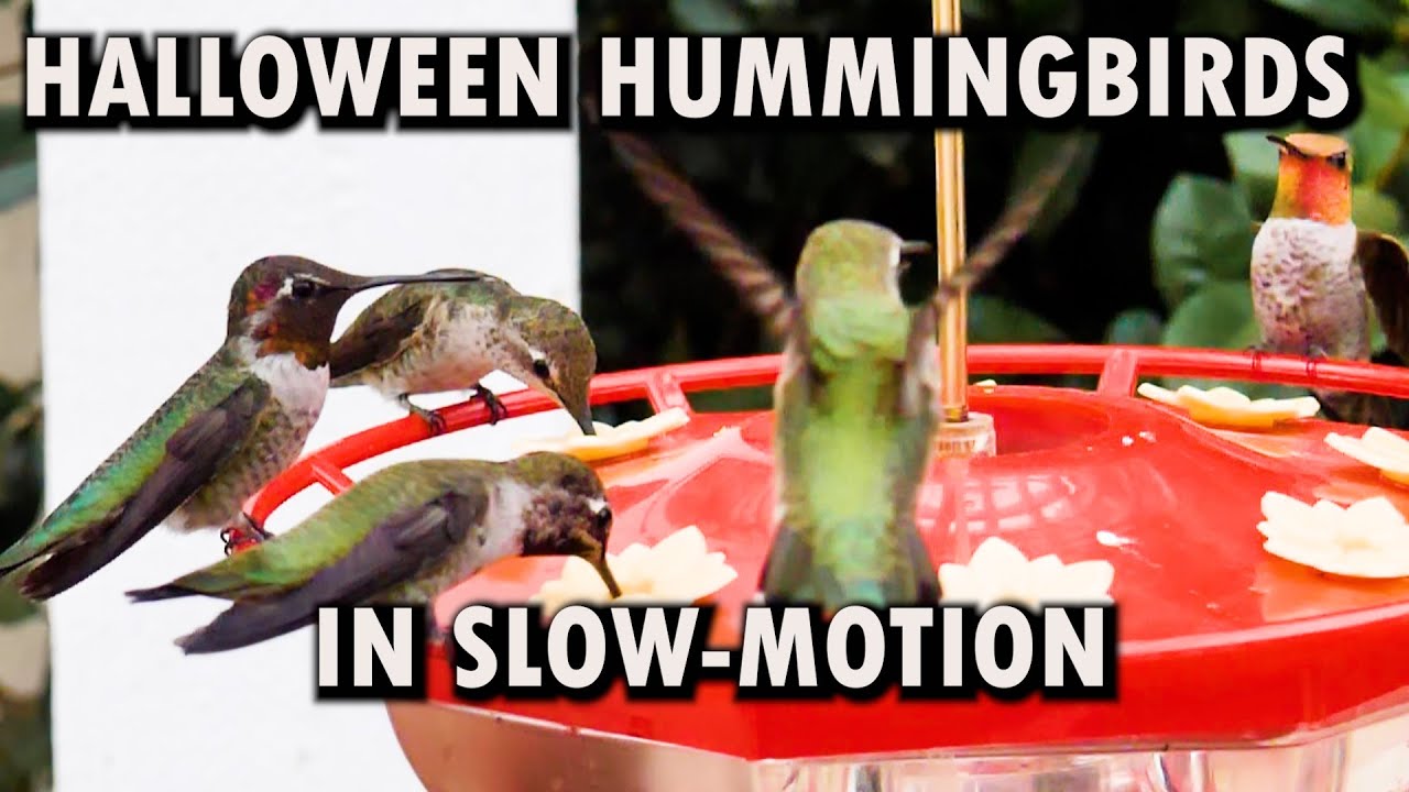 Halloween HummingBirds in Slow Motion Main - YouTube