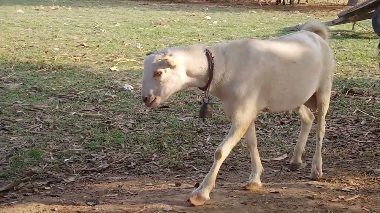 Goats have an amazing time |Amazing Goat Mating - YouTube