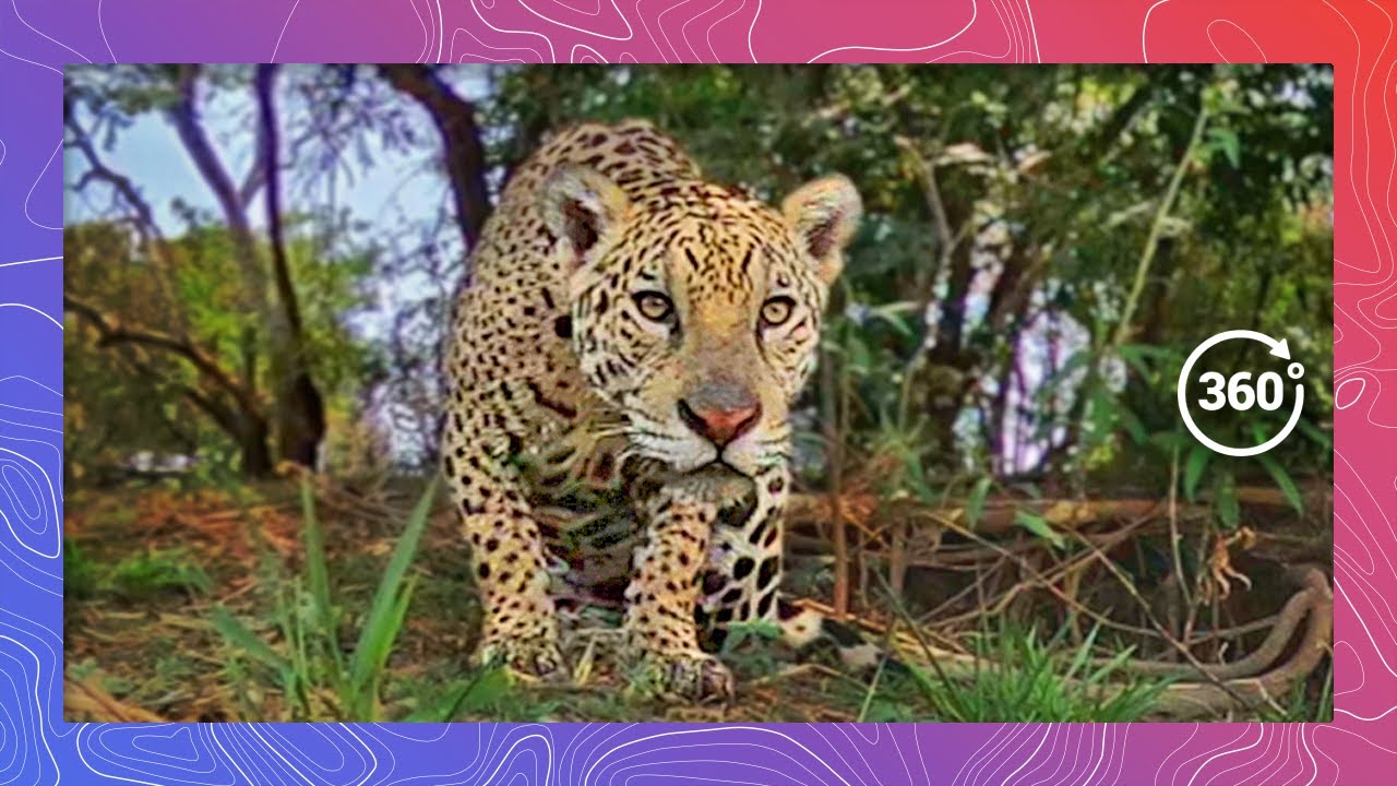 Jaguar in its Natural Habitat: Watch it Prowl Along a River in the ...