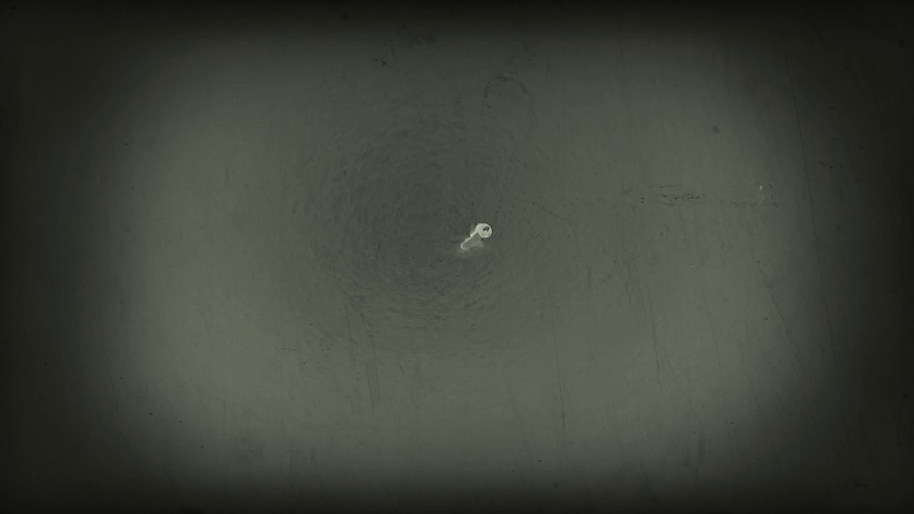 Weee pig GEICO - YouTube