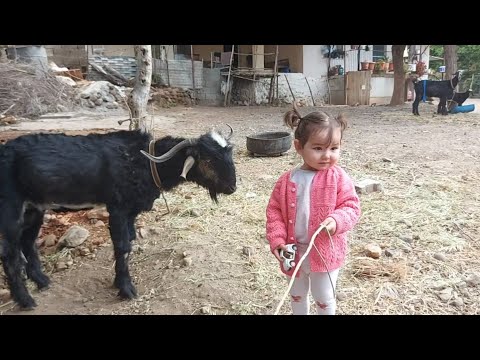 Hayvanları Tanıyalım keçi videoları |keçi sesi | hayvan dostları 🐐🐑🐏🐔🐓🐥 Eren ve Aybüke ile Hayvanlar