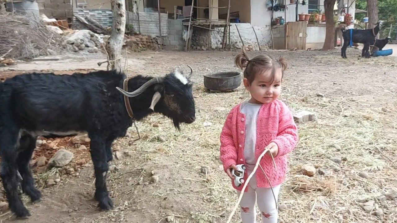 Hayvanları Tanıyalım keçi videoları |keçi sesi | hayvan dostları 🐐🐑🐏🐔🐓🐥 ...