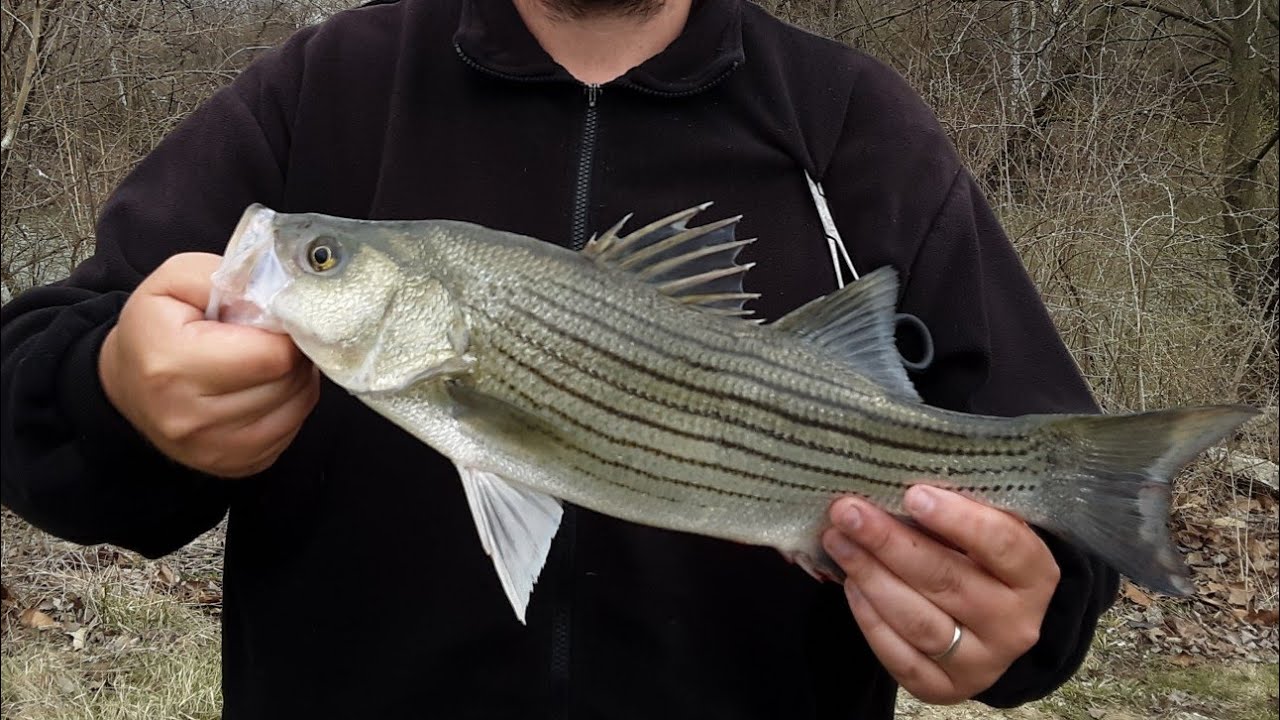 Striped Bass (Catch,Clean,Cook) From The Great Miami River!!?? - YouTube