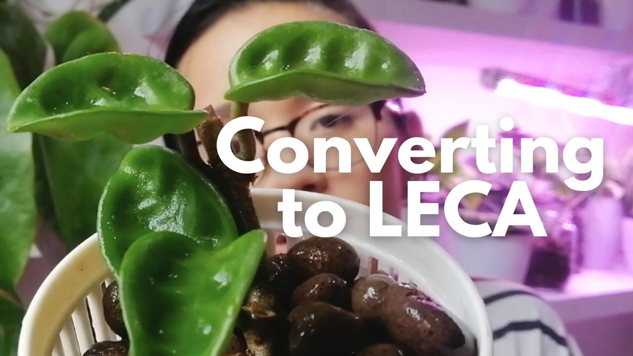 How To Safely Convert Plants Into LECA / Passive Hydroponics - YouTube