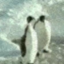 Penguin Slap elder penguin 😂😂 - YouTube