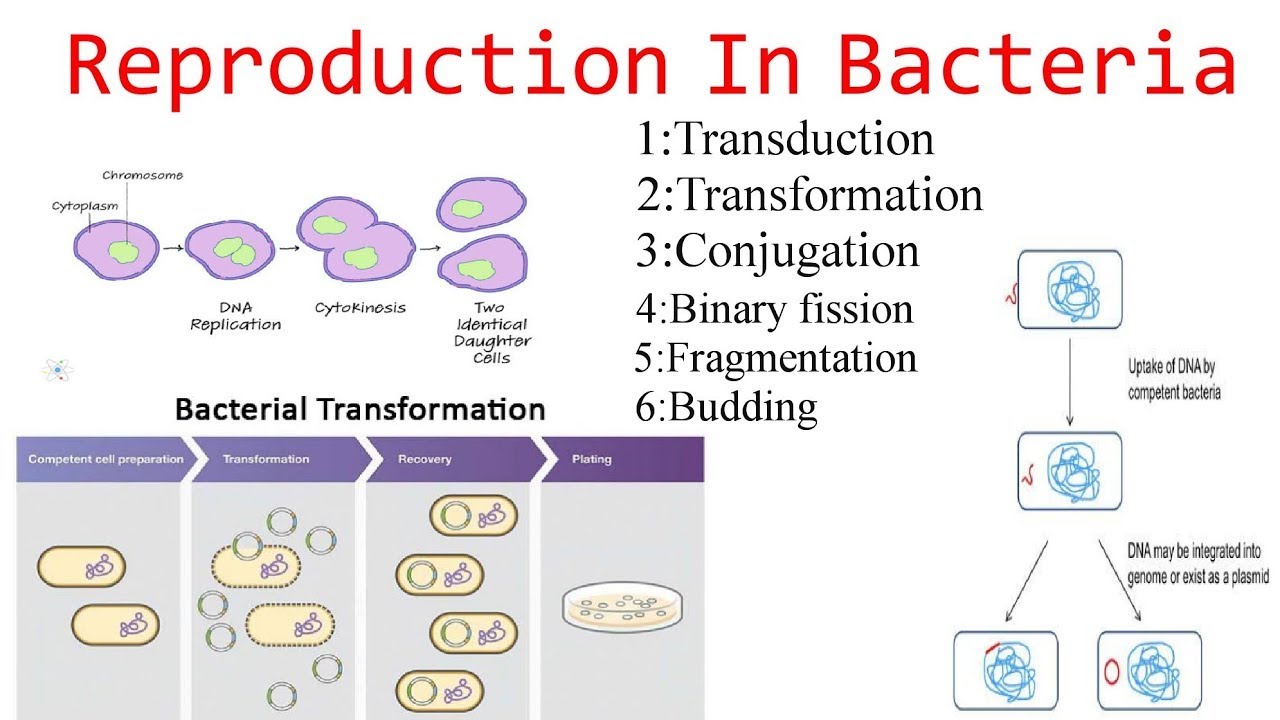 Fragmentation In Bacteria