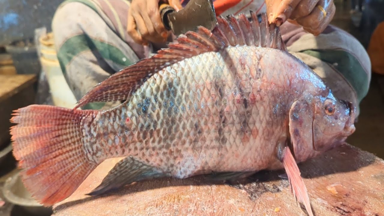 Amazing Tilapia Fish Cutting Skills In Bangladesh Fish Market - YouTube