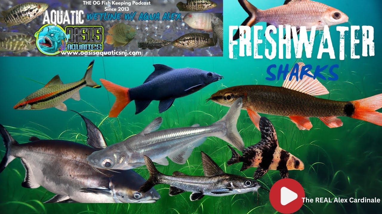 Aquatic Wetline W/ Aqua Alex: All About Freshwater Sharks - YouTube