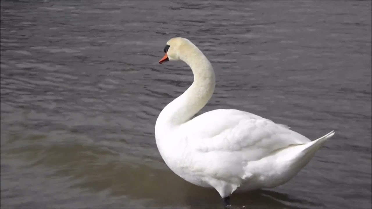 SWAN, BEAULIFUL SWAN, SWAN LAKE, SWAN BIRD, SWAN VIDEO, SWAN VIDEO ...