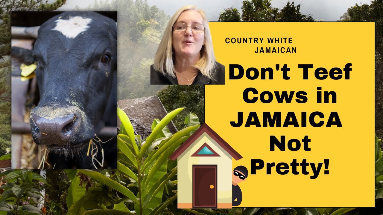 Don't Teef Cows in Jamaica, not pretty! - YouTube