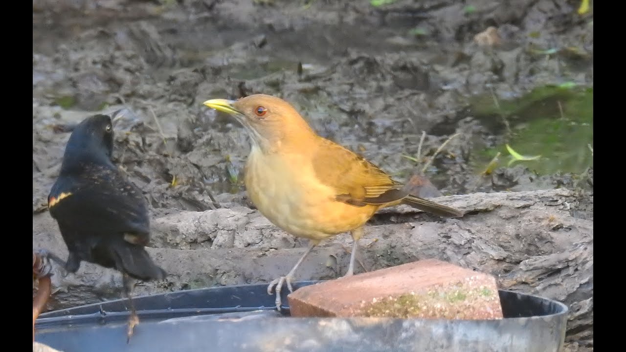 Clay-Colored Thrush - Pat O'Neil Bird ID's - YouTube