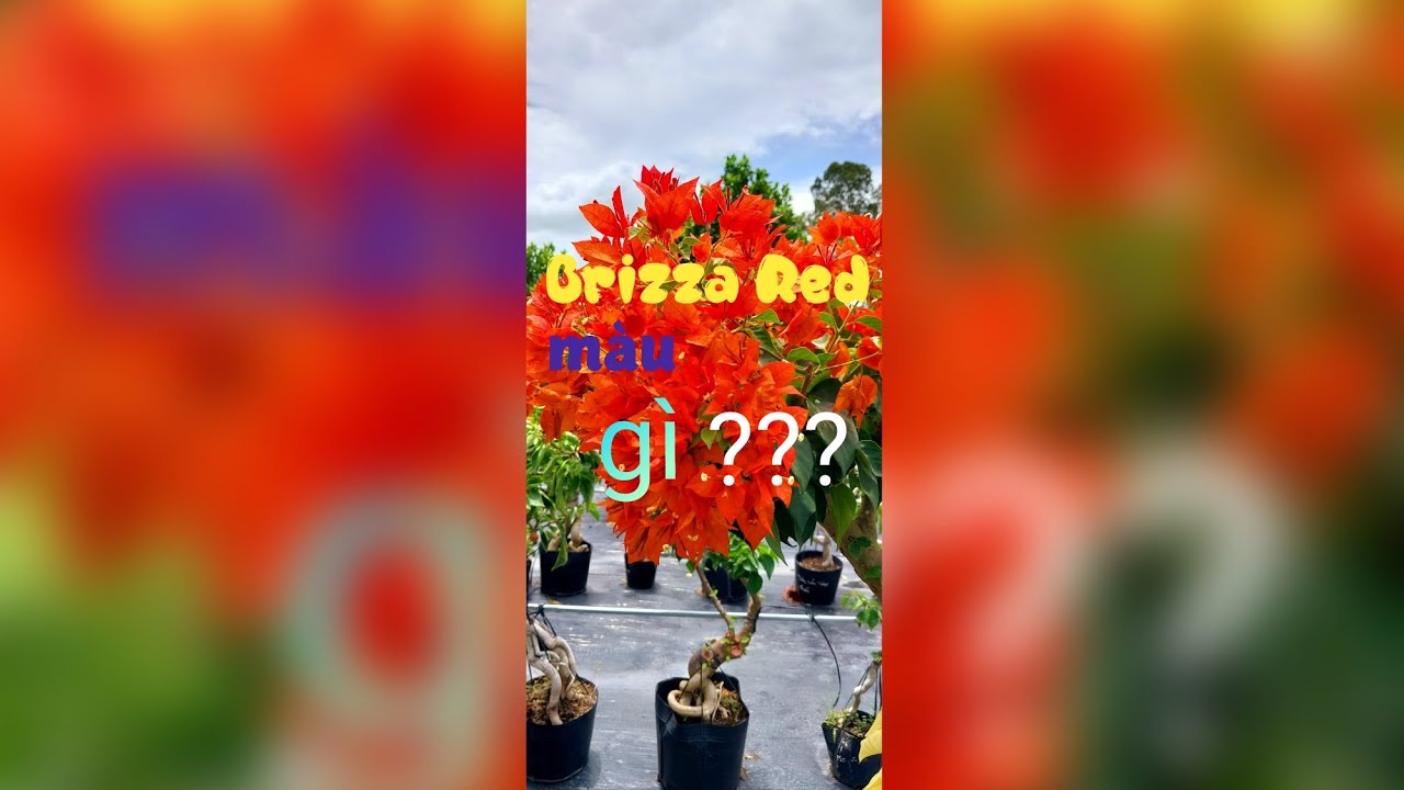 Brizza Red Màu Gì...???.Giải đáp thắc mắc về Màu sắc hoa giấy mời Quý ...