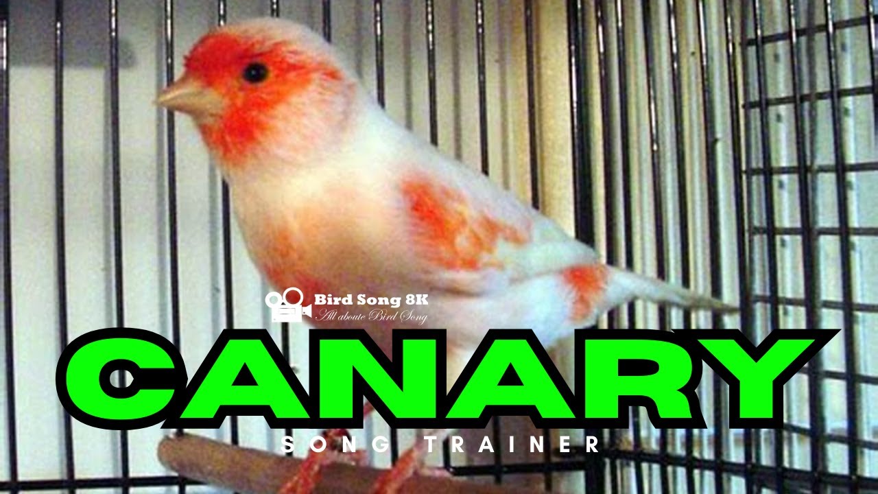 Canary Singing birds sounds at its best | Melodies Canary Bird song # ...