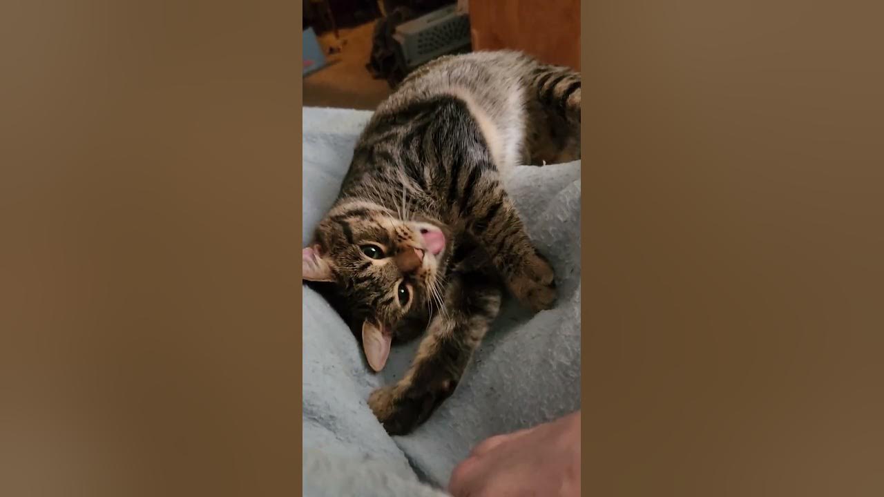 the very first time that peanut got some catnip - YouTube