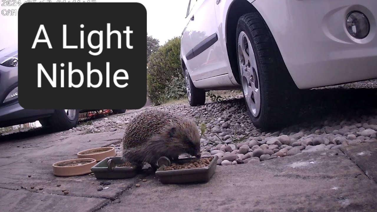 The Light Nibble - YouTube