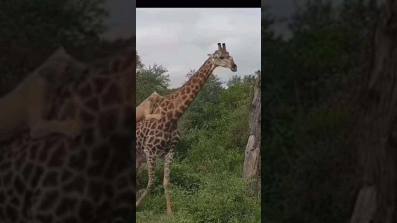 tigers trying to hunt large animal like girraffe | giraffe kicks tigers ...