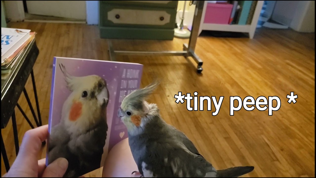 Birbs react to Alex the Honking Bird's new book - YouTube