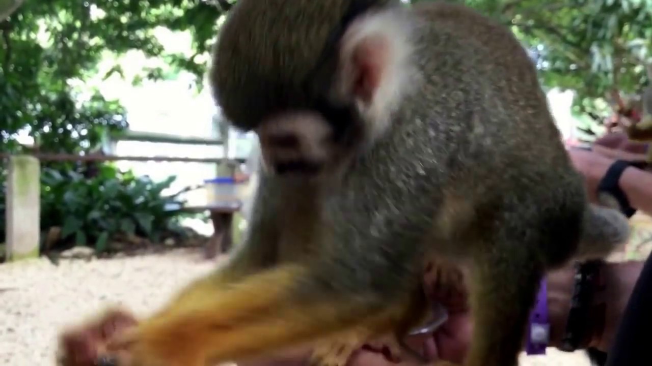 Dominican Republic//monkey world - YouTube
